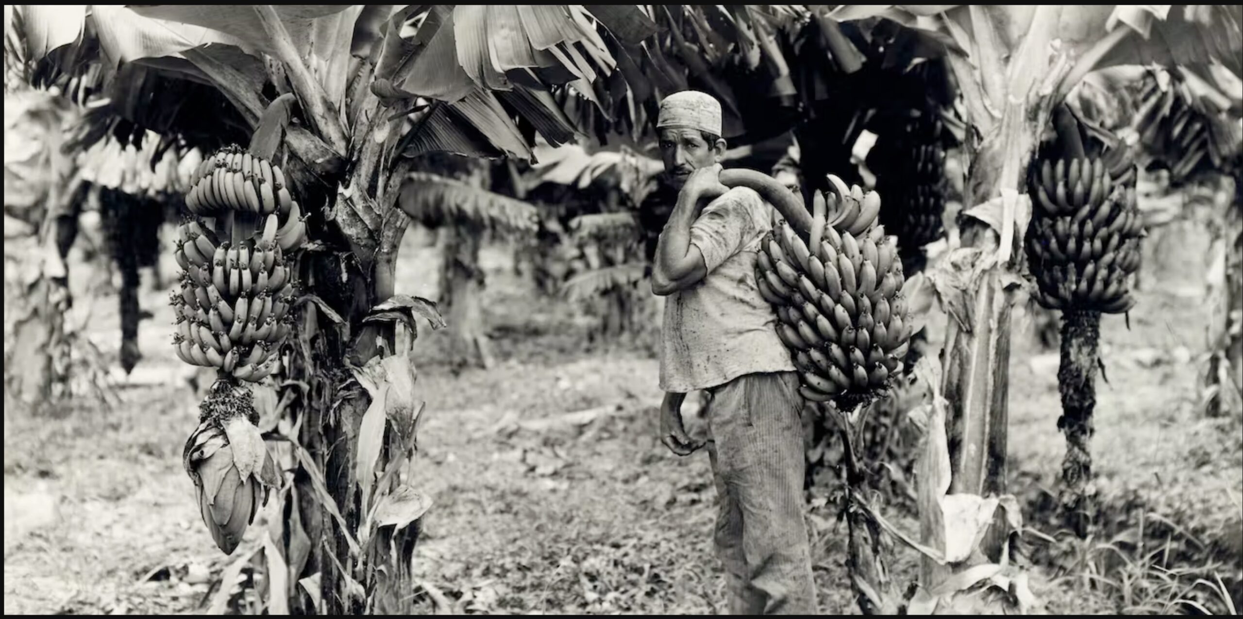 ¿Qué es una república bananera? Un politólogo explica | The ...